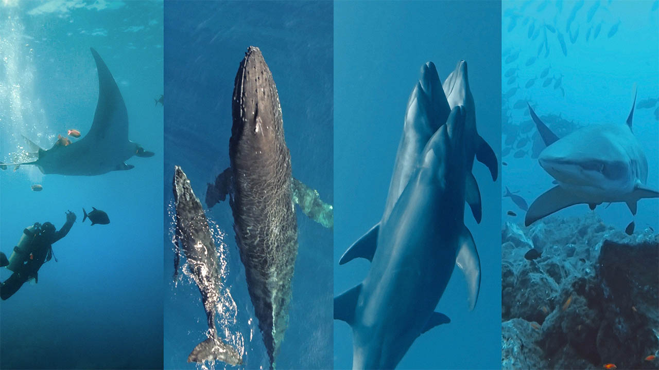 Oceans Project Marine Protection and Restoration - Videos